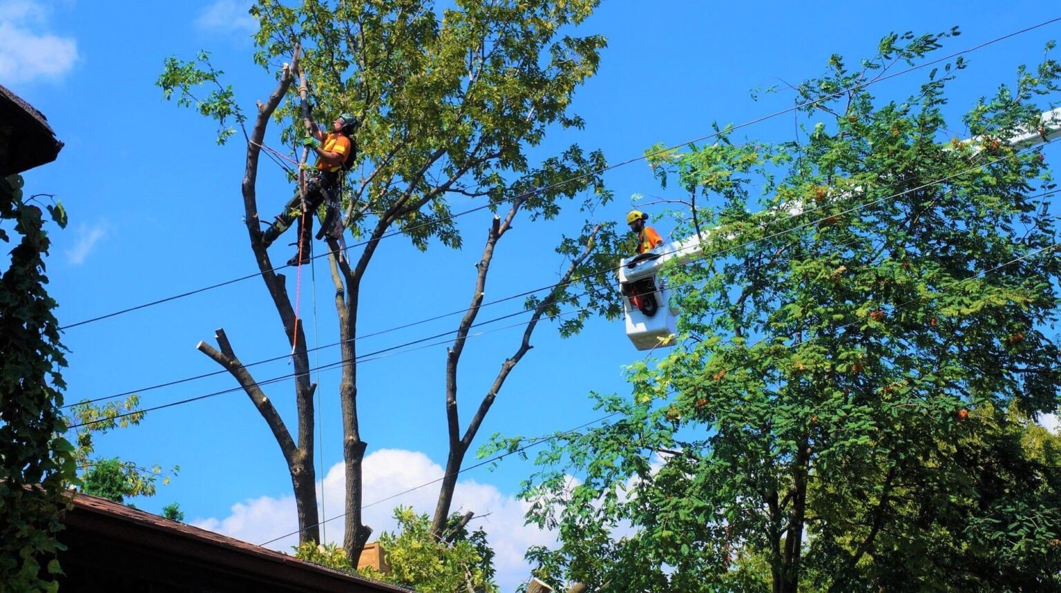 Tree Service – Jimmy’s Masonry & Landscaping